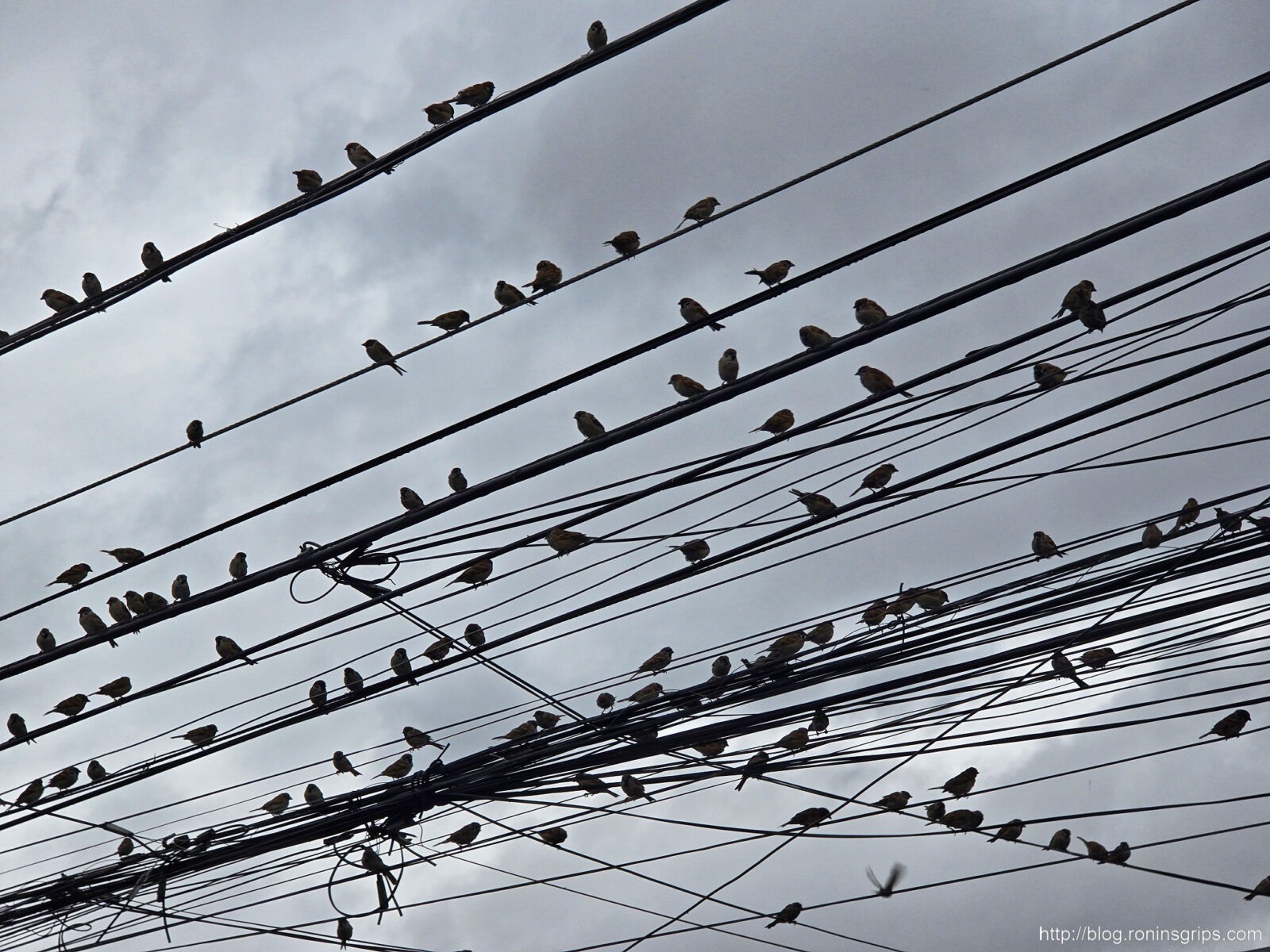 20240905_153152(0)_DxO - Ronin's Grips